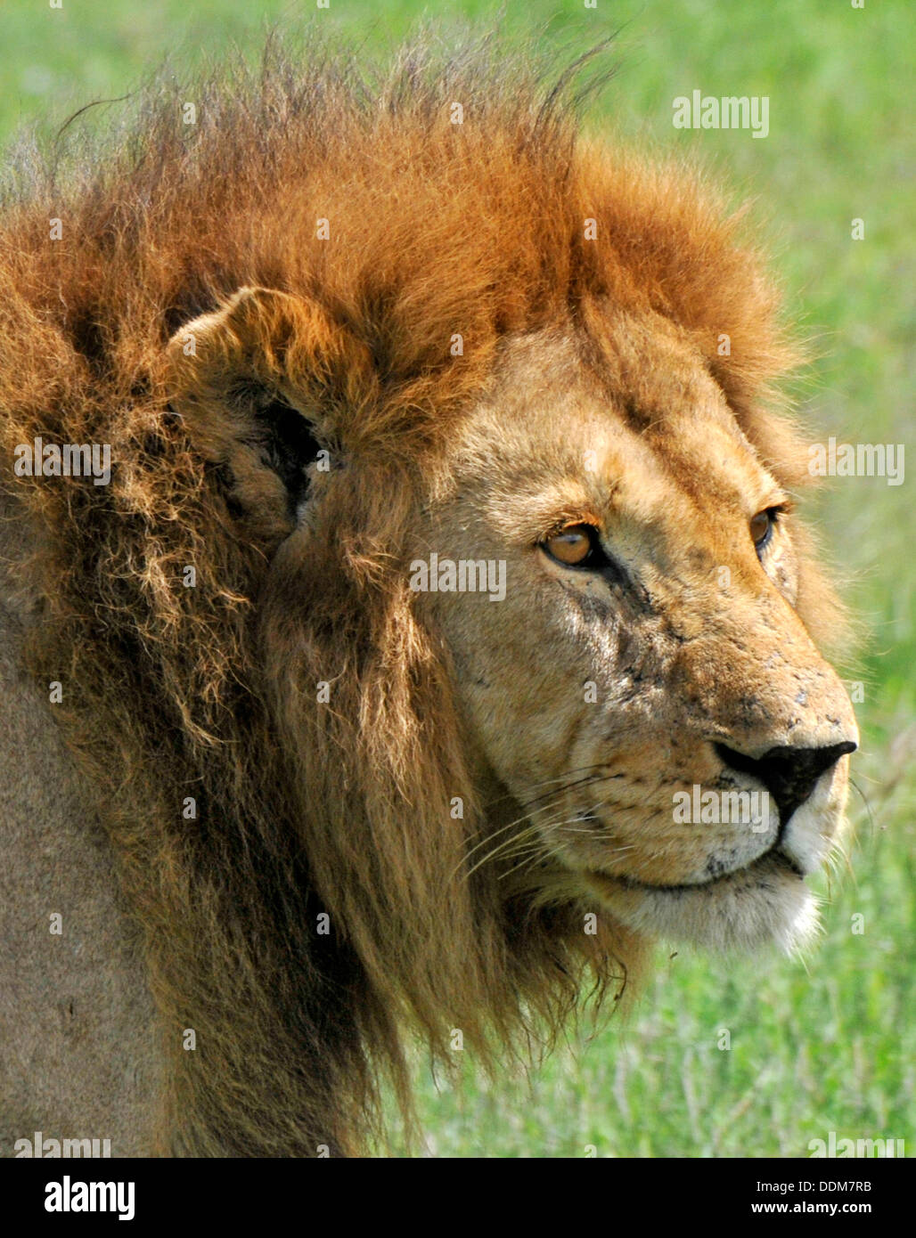 Old male lion hi-res stock photography and images - Alamy