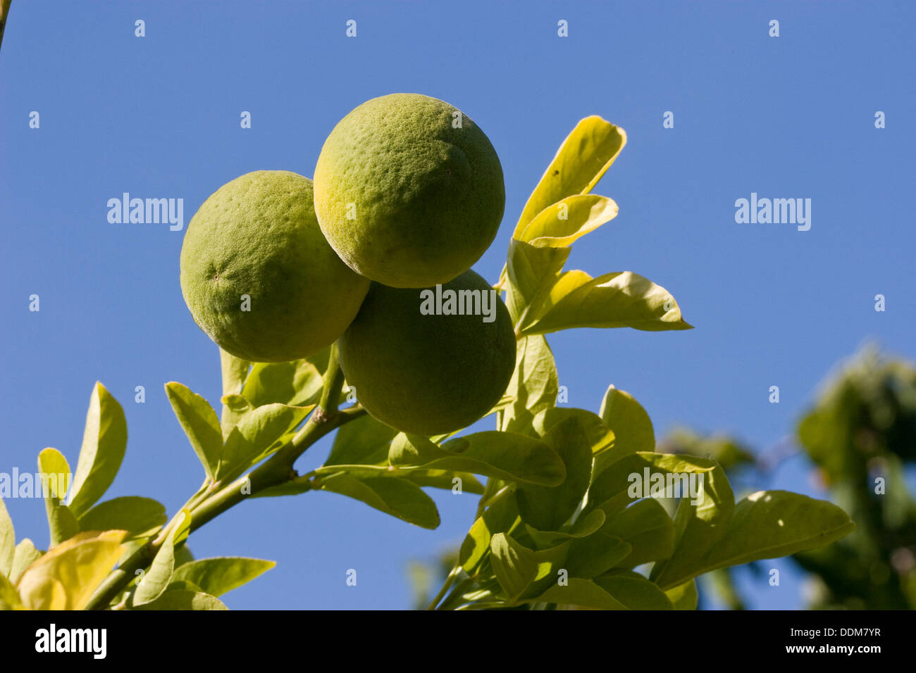 Trifoliate Orange, fruit, Bitter-Orange, Bitterorange, Früchte ...