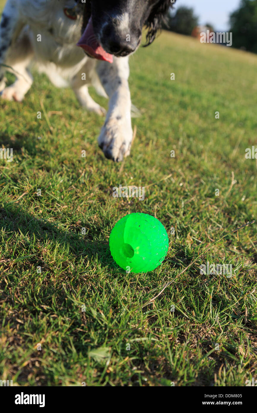 A playful adult black and white English Springer Spaniel dog chasing a ...