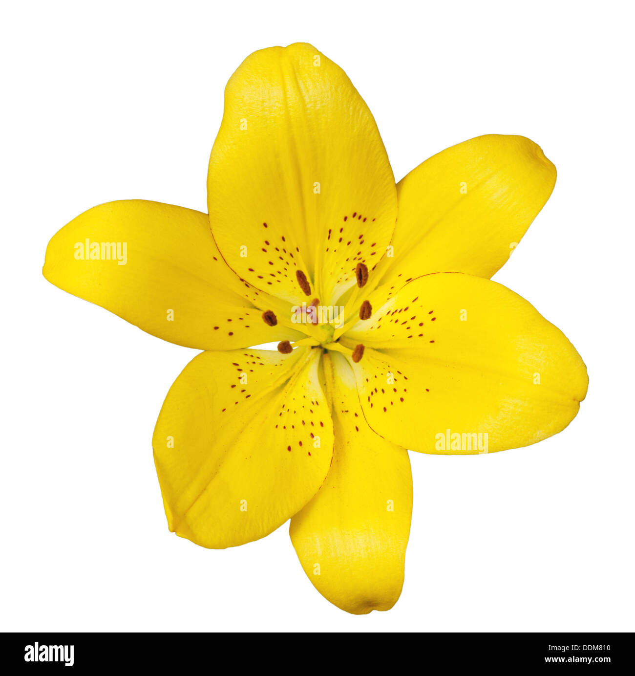 yellow lily flower Stock Photo - Alamy