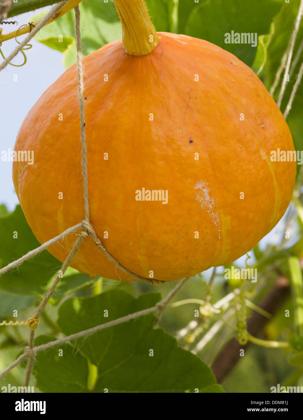 Pumpkin Patch Winter Squash Cucurbita pepo Cucurbita mixta Cucurbita ...