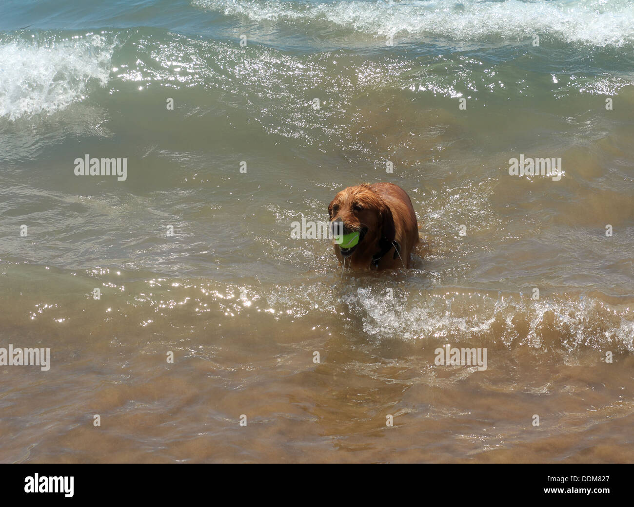 Beautiful pedigree dog on the beach plays in the coastal strip of water ...