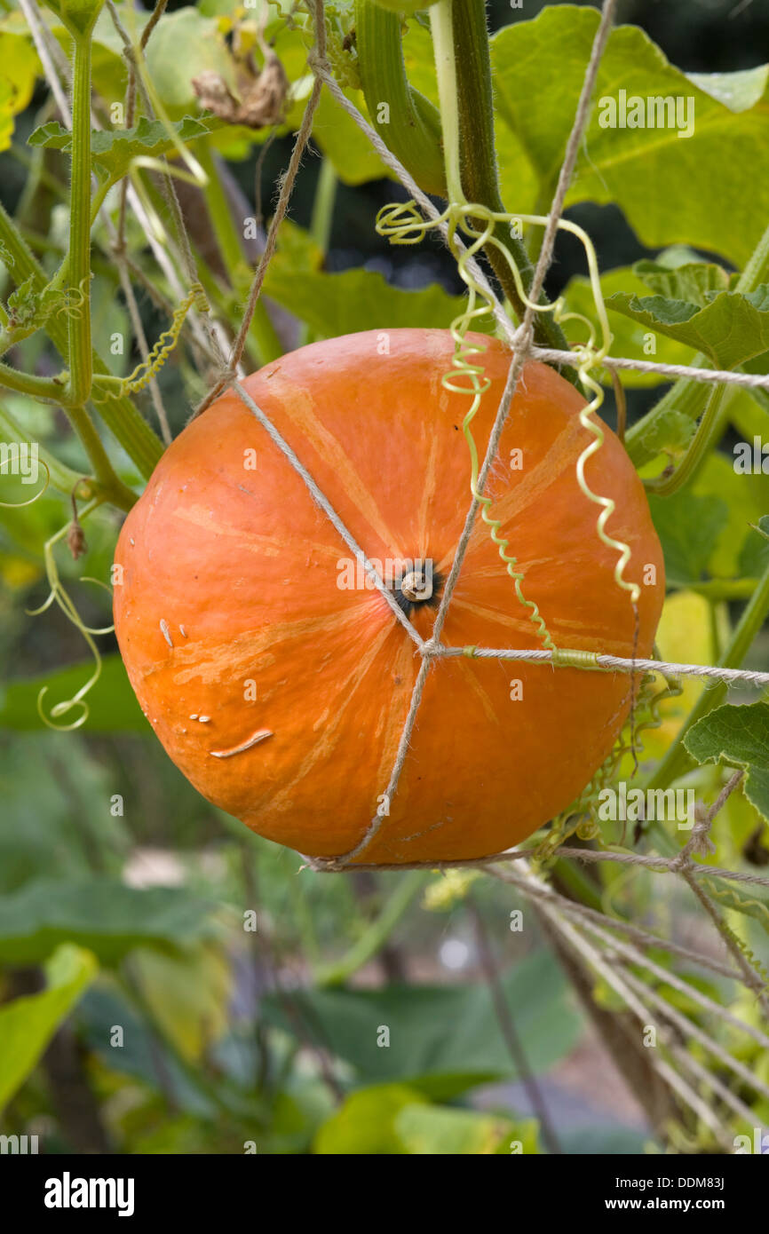 Pumpkin Patch Winter Squash Cucurbita pepo Cucurbita mixta Cucurbita ...