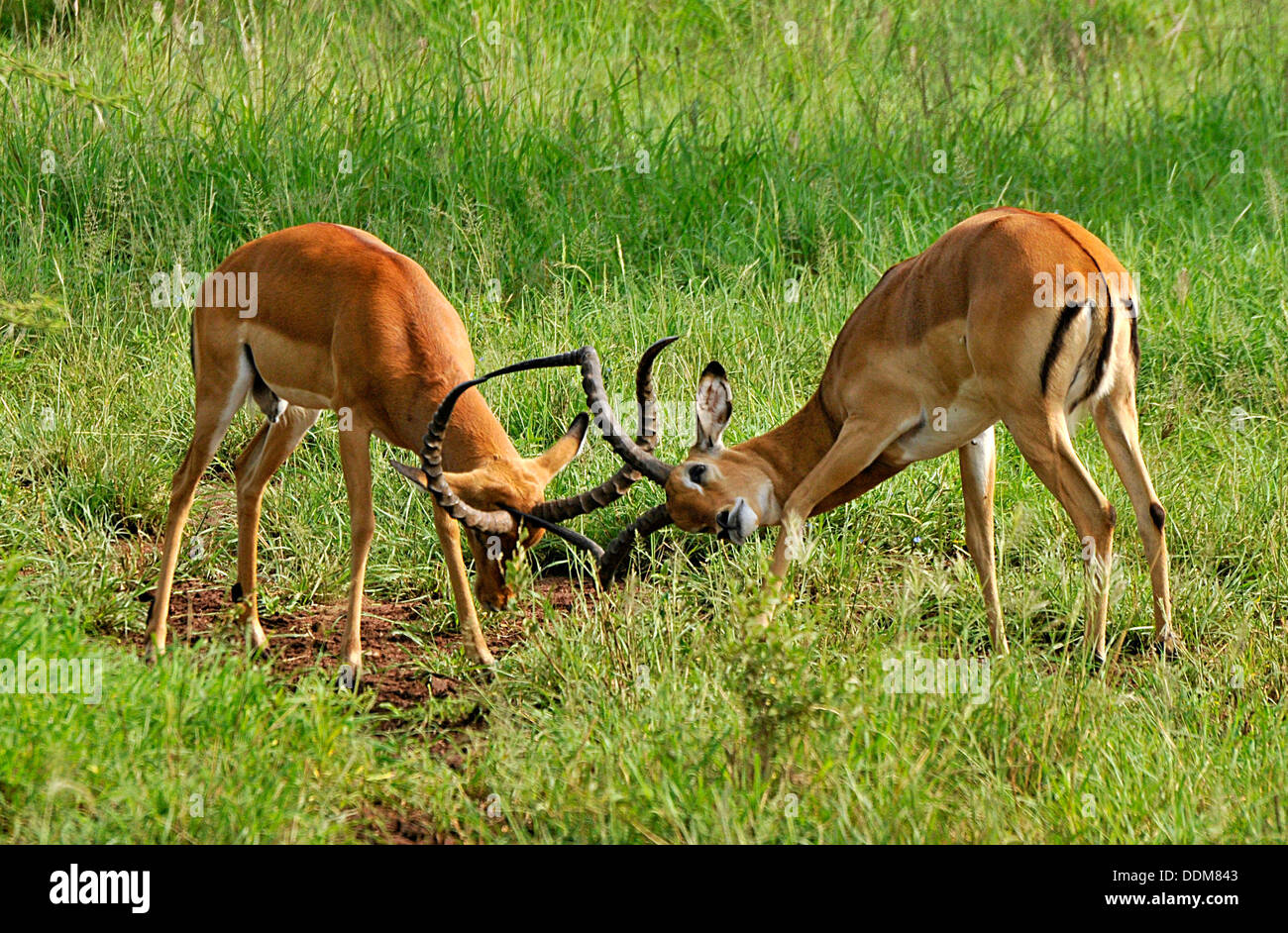 Mating antelope hi-res stock photography and images - Alamy