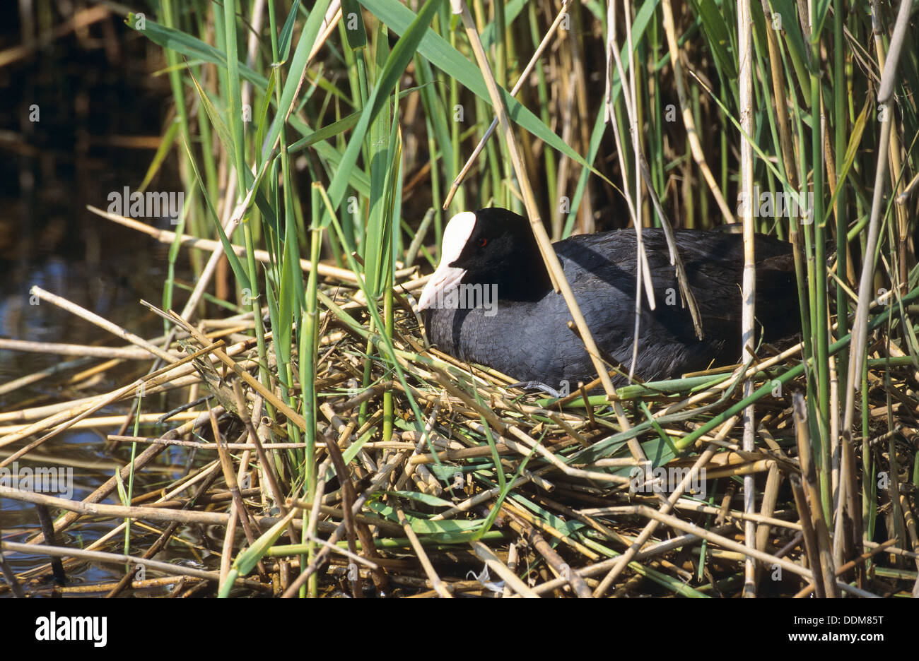 Coot, bald coot, breeding, nest, Blässralle, Blässhuhn, Bläßralle ...