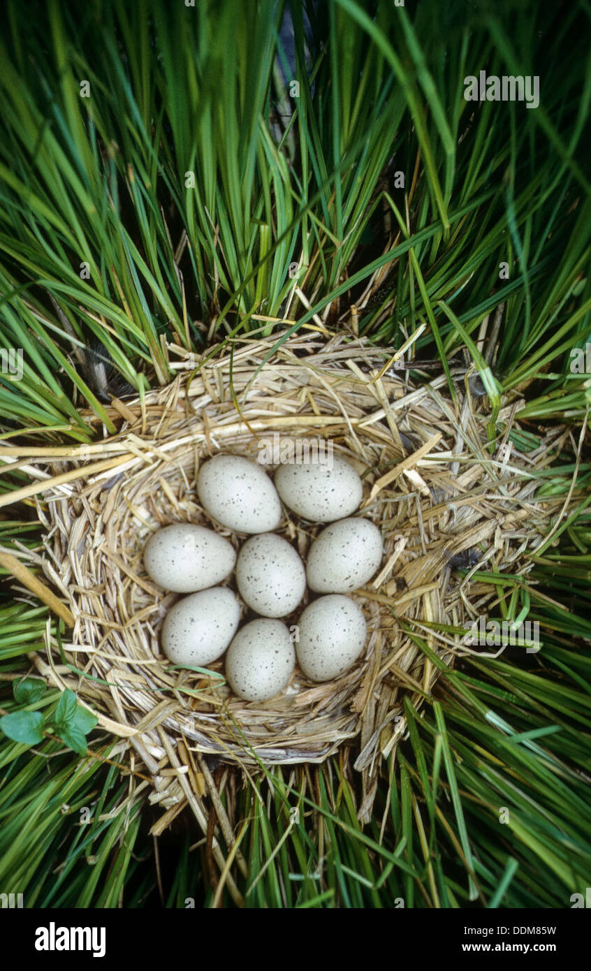 Coot, bald coot, eggs, nest, Blässralle, Blässhuhn, Bläßralle ...
