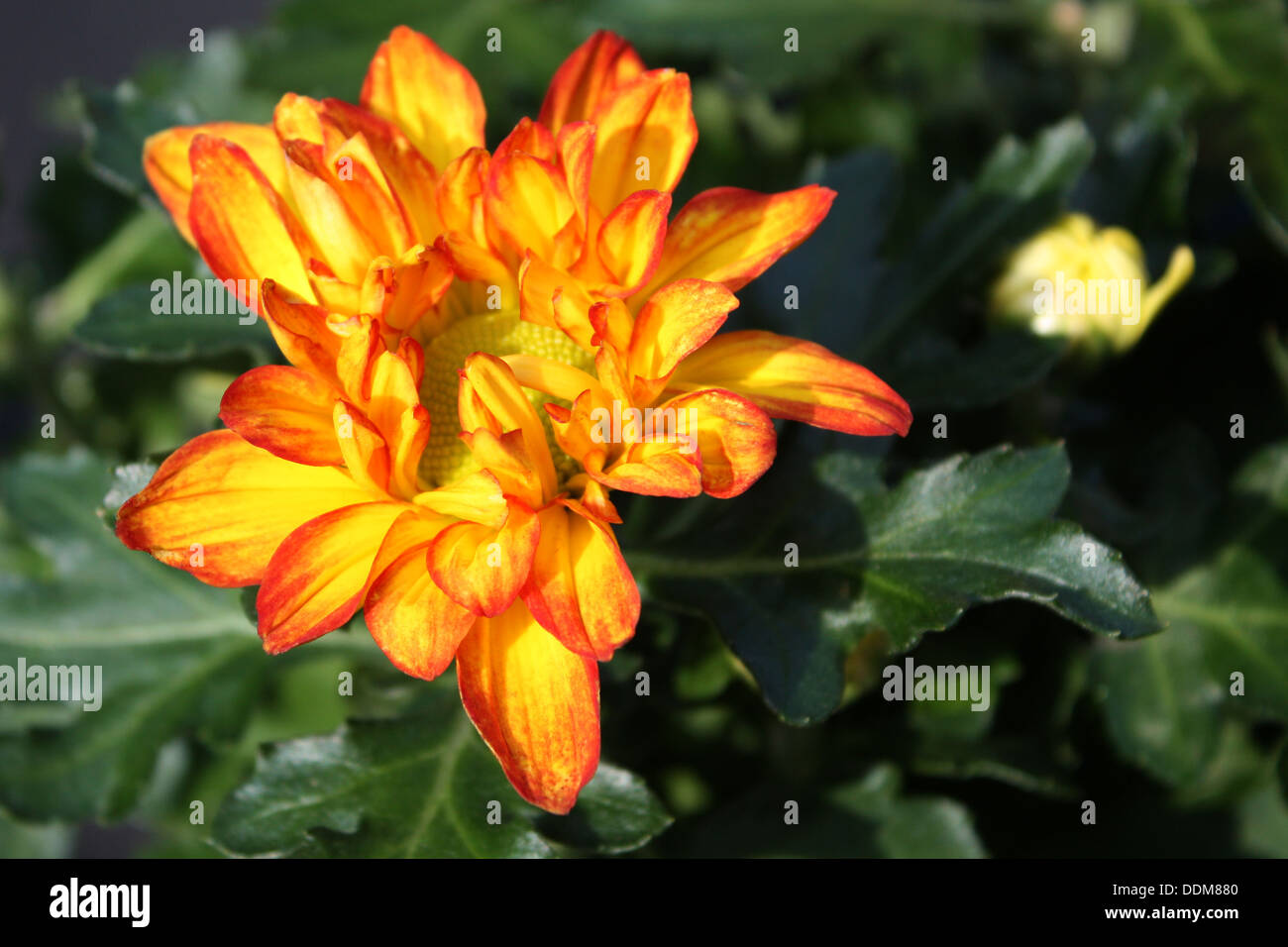Yellow mum hi-res stock photography and images - Alamy