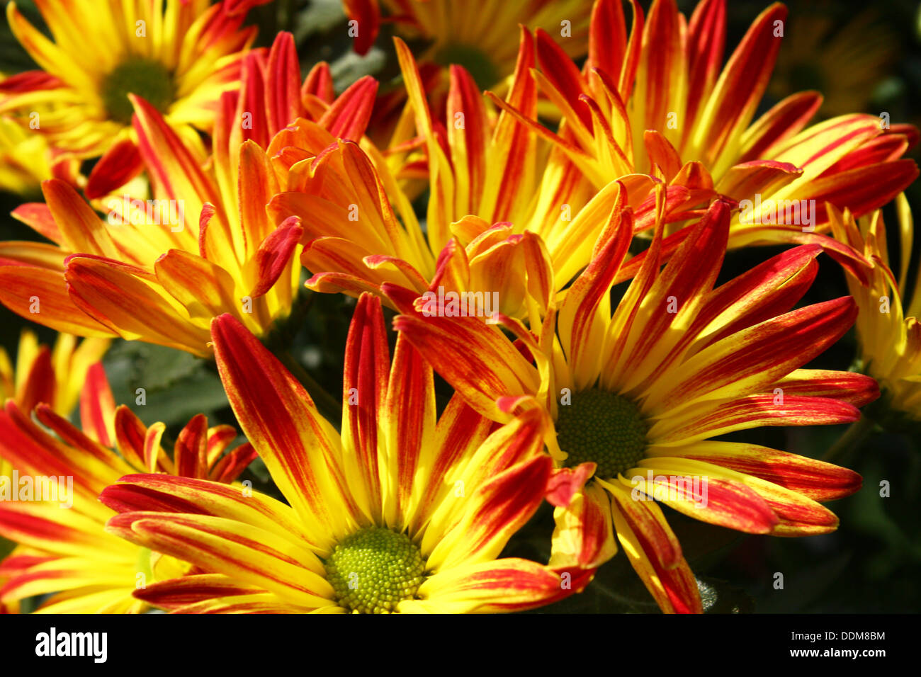 Orange mums hi-res stock photography and images - Alamy