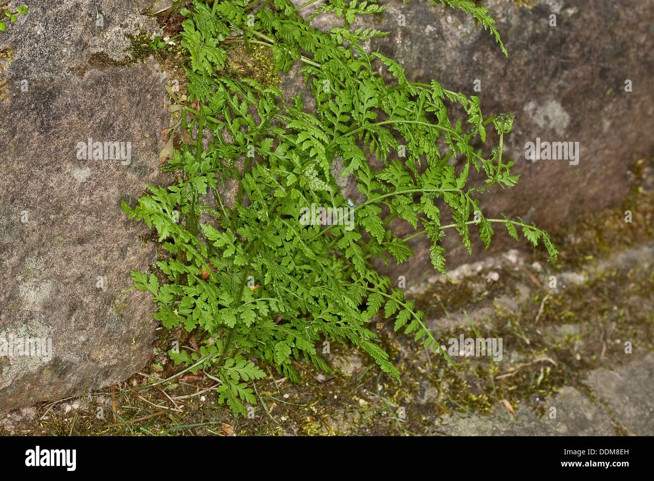 brittle bladderfern, common fragile fern, Zerbrechlicher Blasenfarn ...