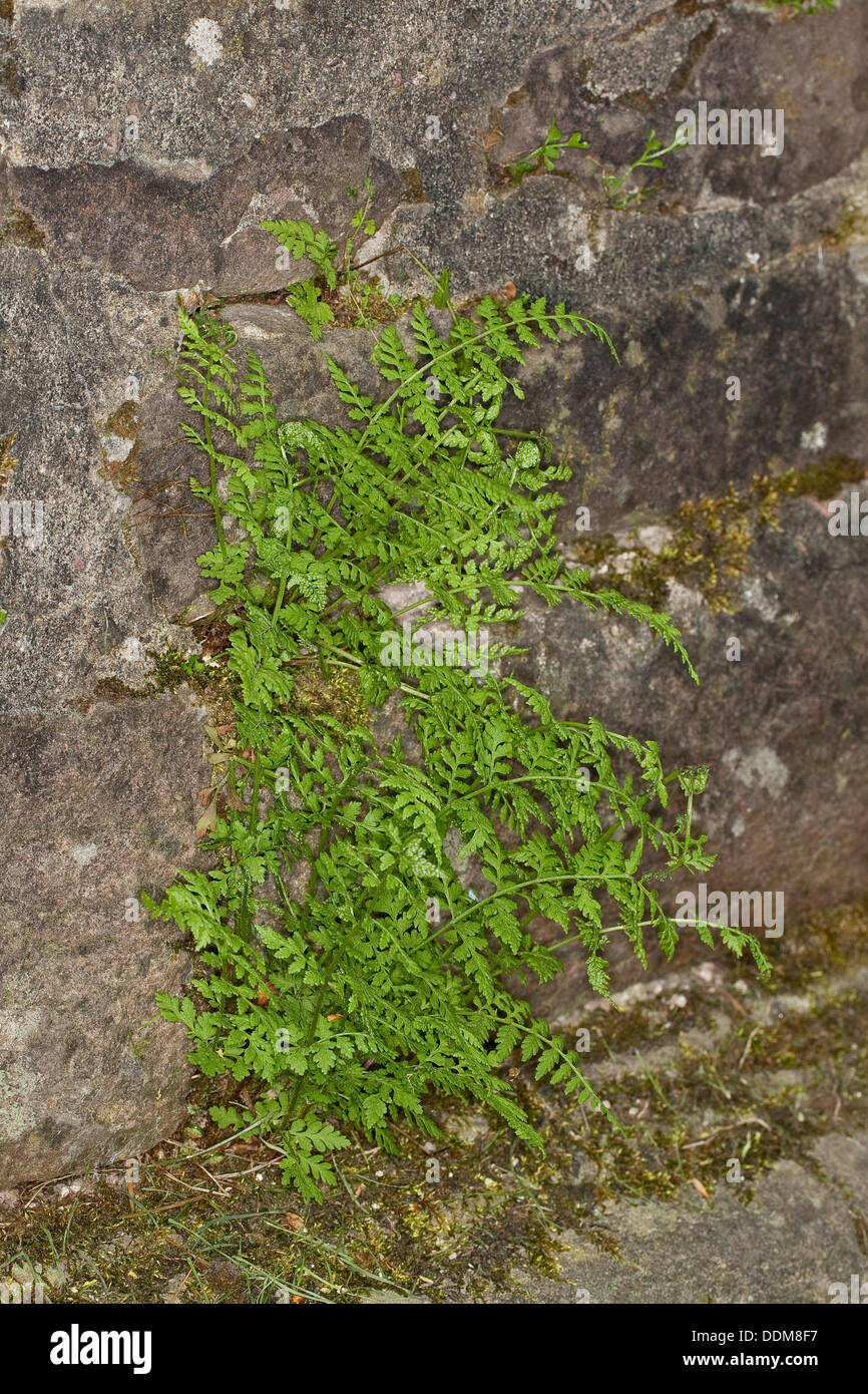 brittle bladderfern, common fragile fern, Zerbrechlicher Blasenfarn ...