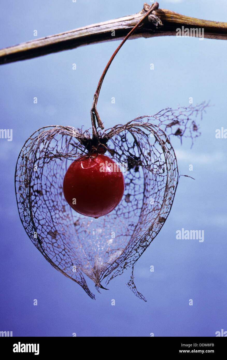 Strawberry Tomato, Winter Cherry, Wilde Blasenkirsche, Erdkirsche ...