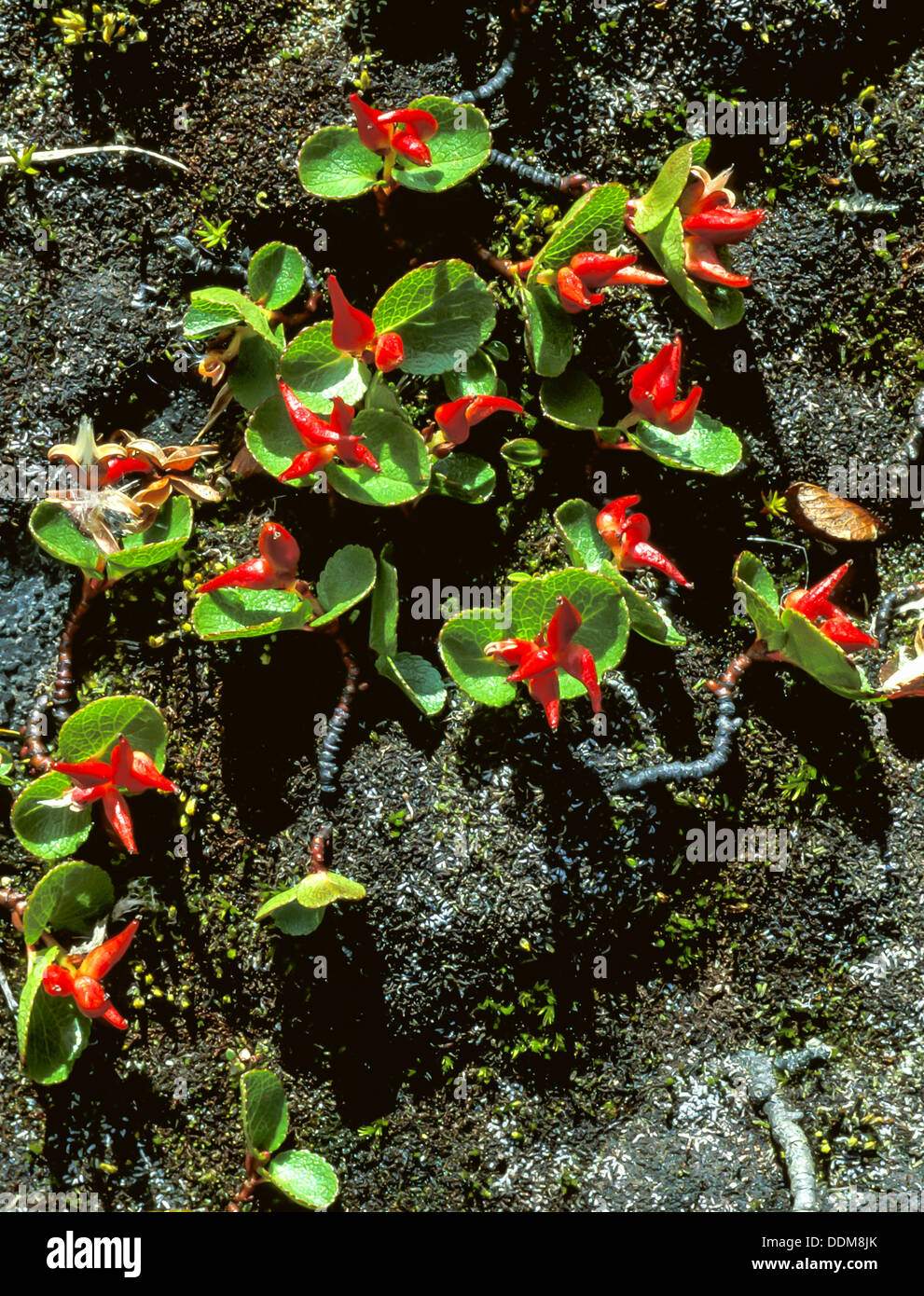 Dwarf willow (Salix herbacea) seedpods and small leaves Stock Photo - Alamy