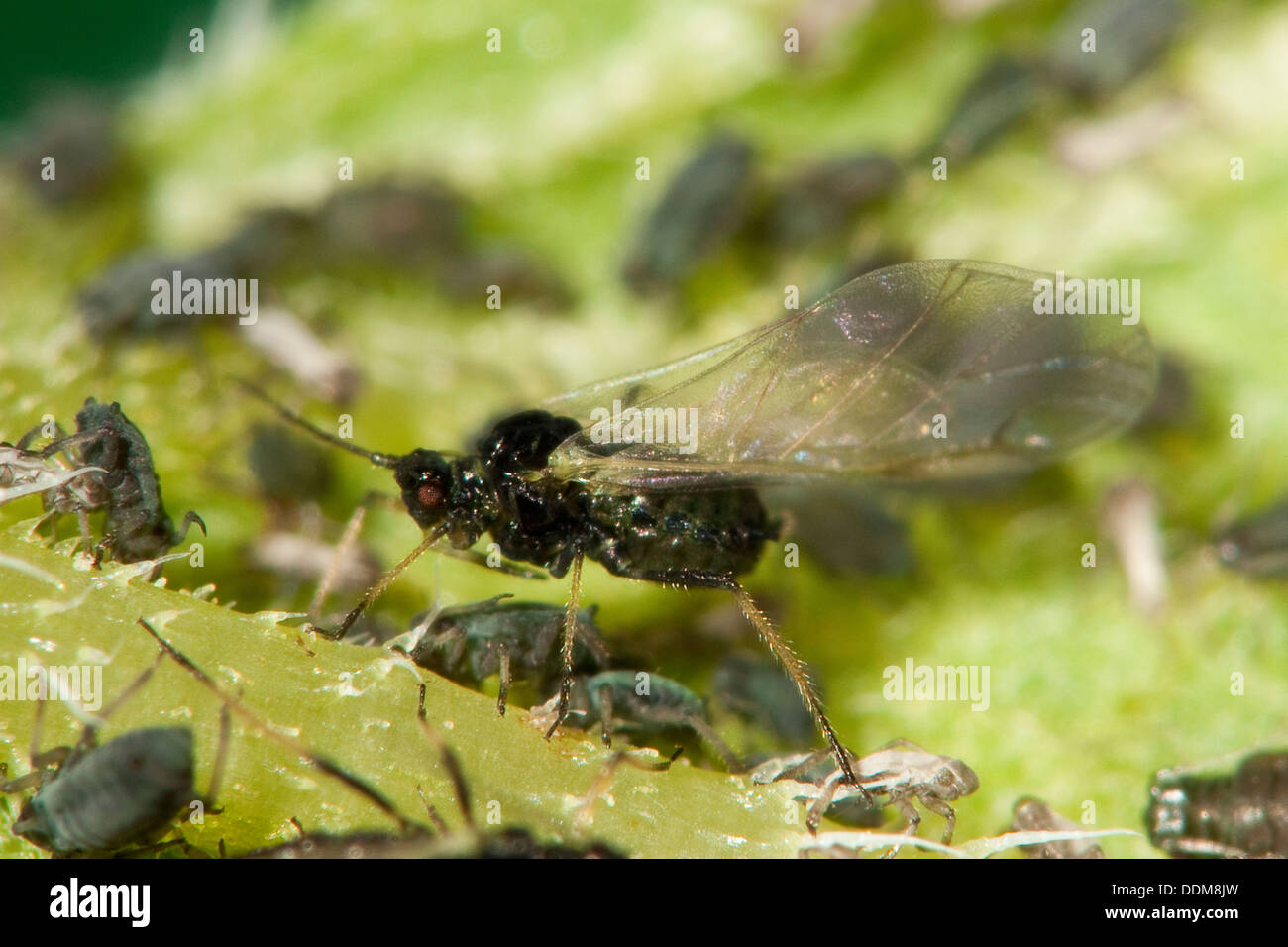 blackfly, black bean aphid, beet leaf aphid, Blattlaus, Blattläuse ...