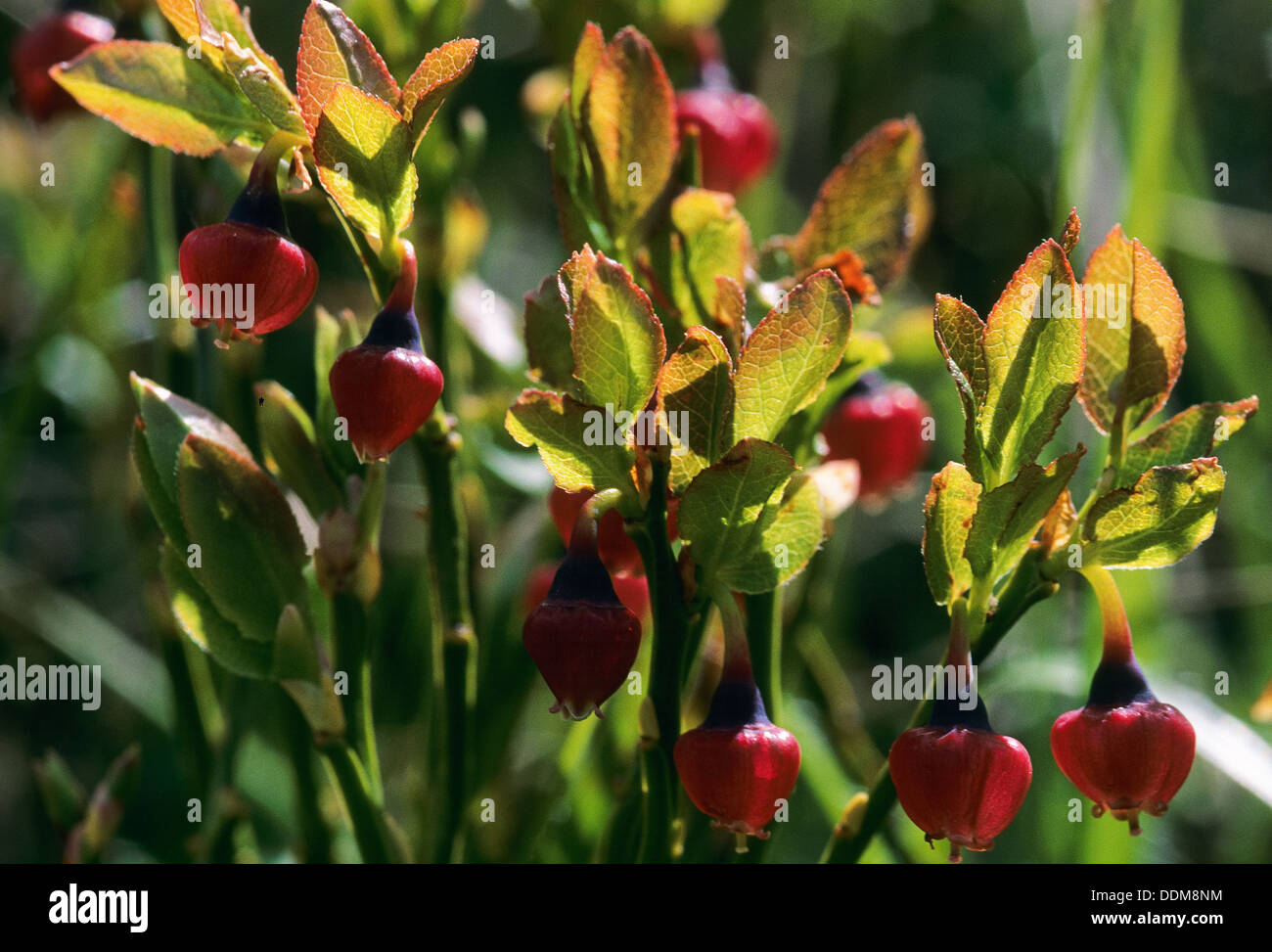 Heidel hi-res stock photography and images - Alamy