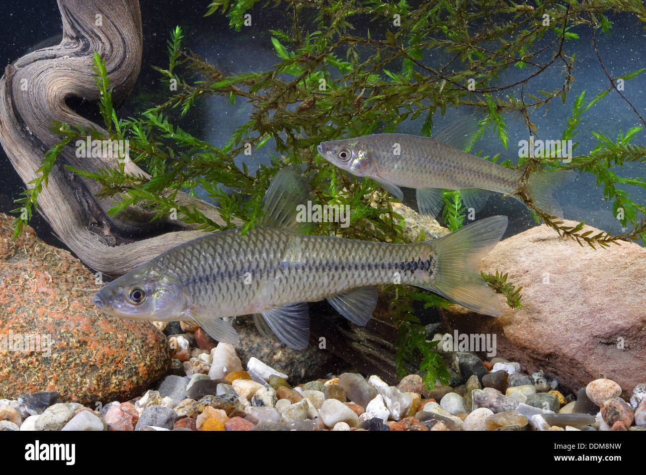 Stone moroko, topmouth gudgeon, Blauband-Bärbling, Blaubandbärbling ...