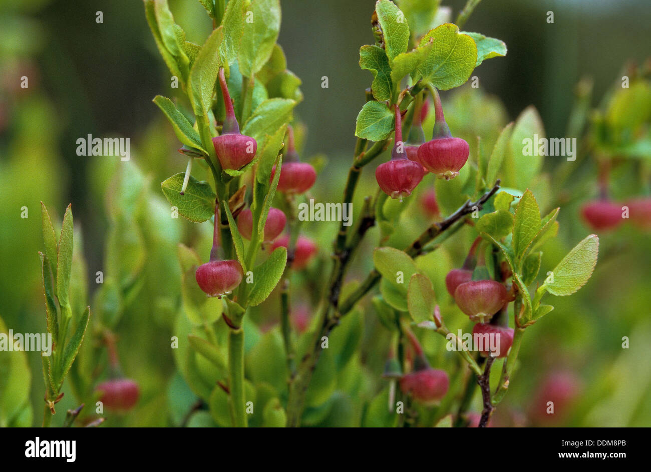 Bilberry, Blueberry, Whinberry, Whortleberry, Blaubeere, Blau-Beere ...