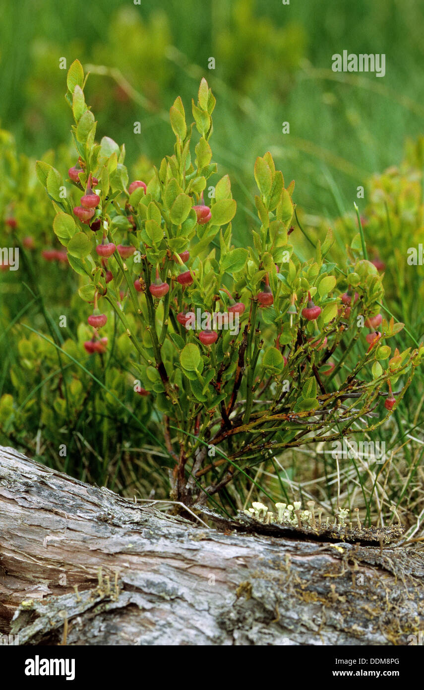 Bilberry, Blueberry, Whinberry, Whortleberry, Blaubeere, Blau-Beere ...