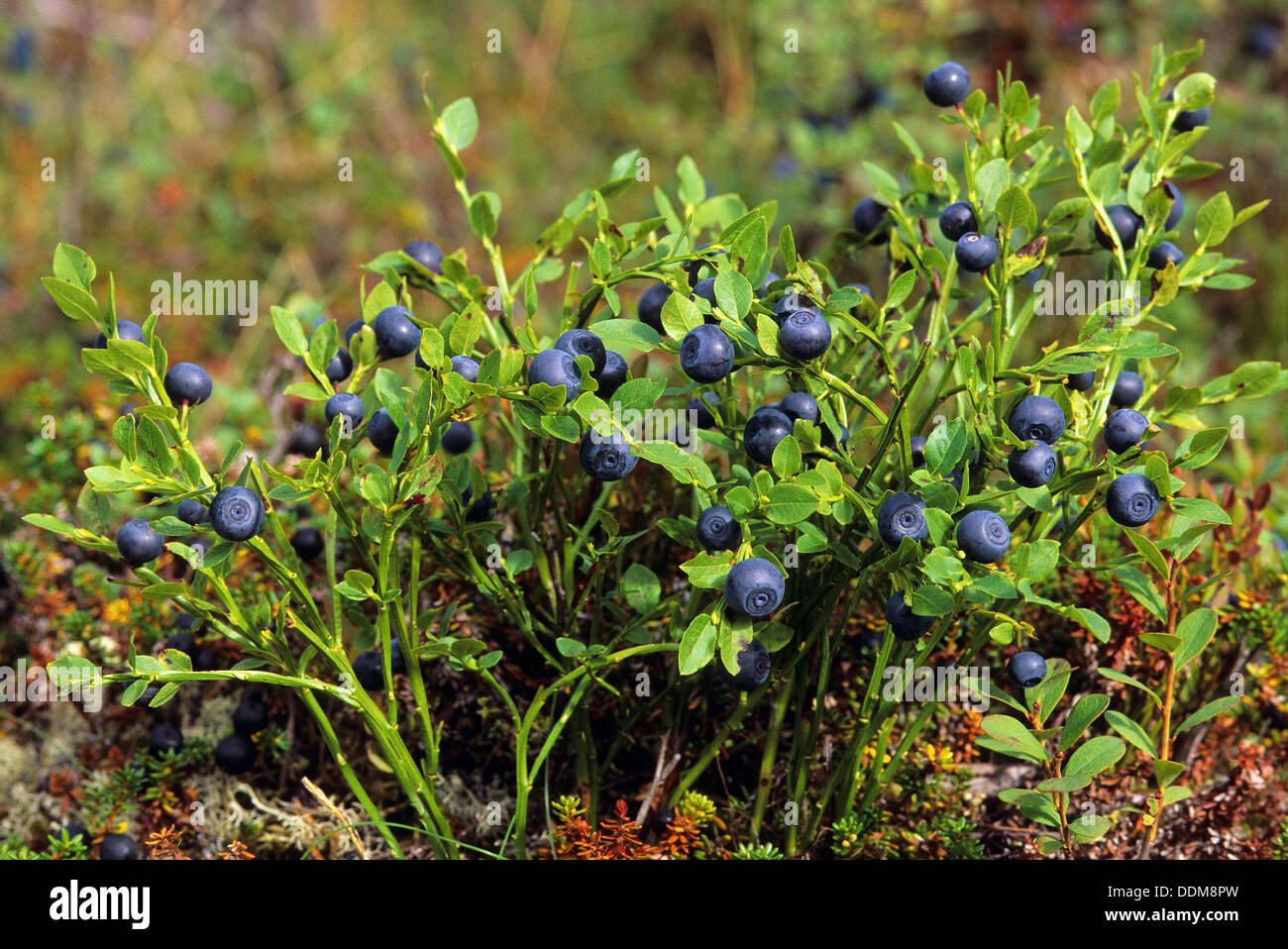 Whinberry High Resolution Stock Photography and Images - Alamy