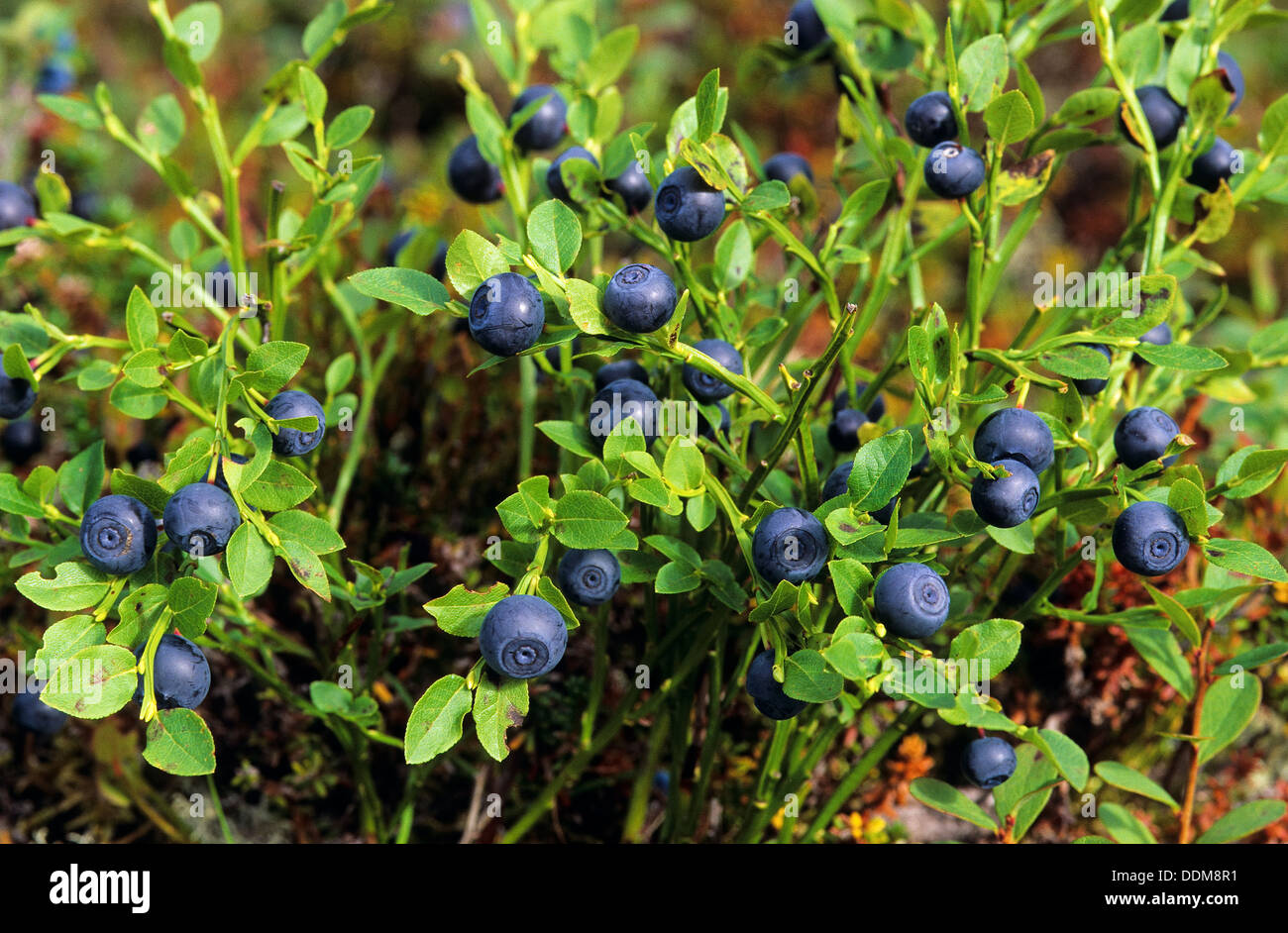 Bilberry, Blueberry, Whinberry, Whortleberry, Blaubeere, Blau-Beere ...