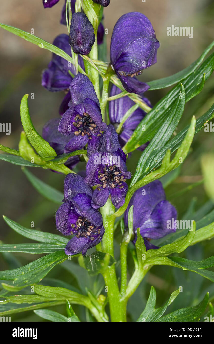 Friar´s Cap, Garden Monkshood, Blauer Eisenhut, Wolfshut, Aconitum ...