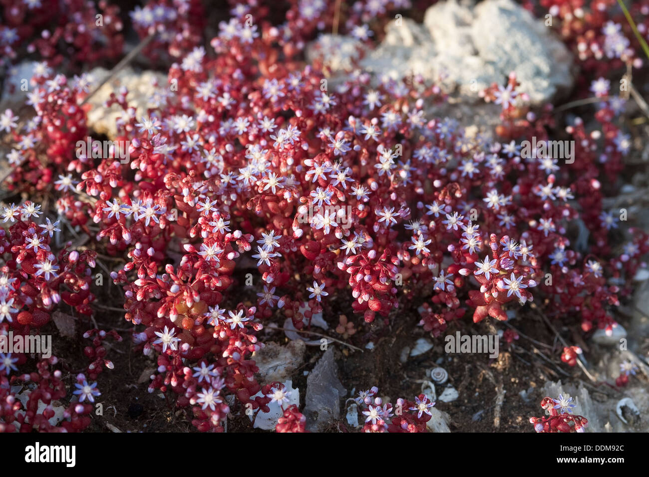 Azure stonecrop hi-res stock photography and images - Alamy