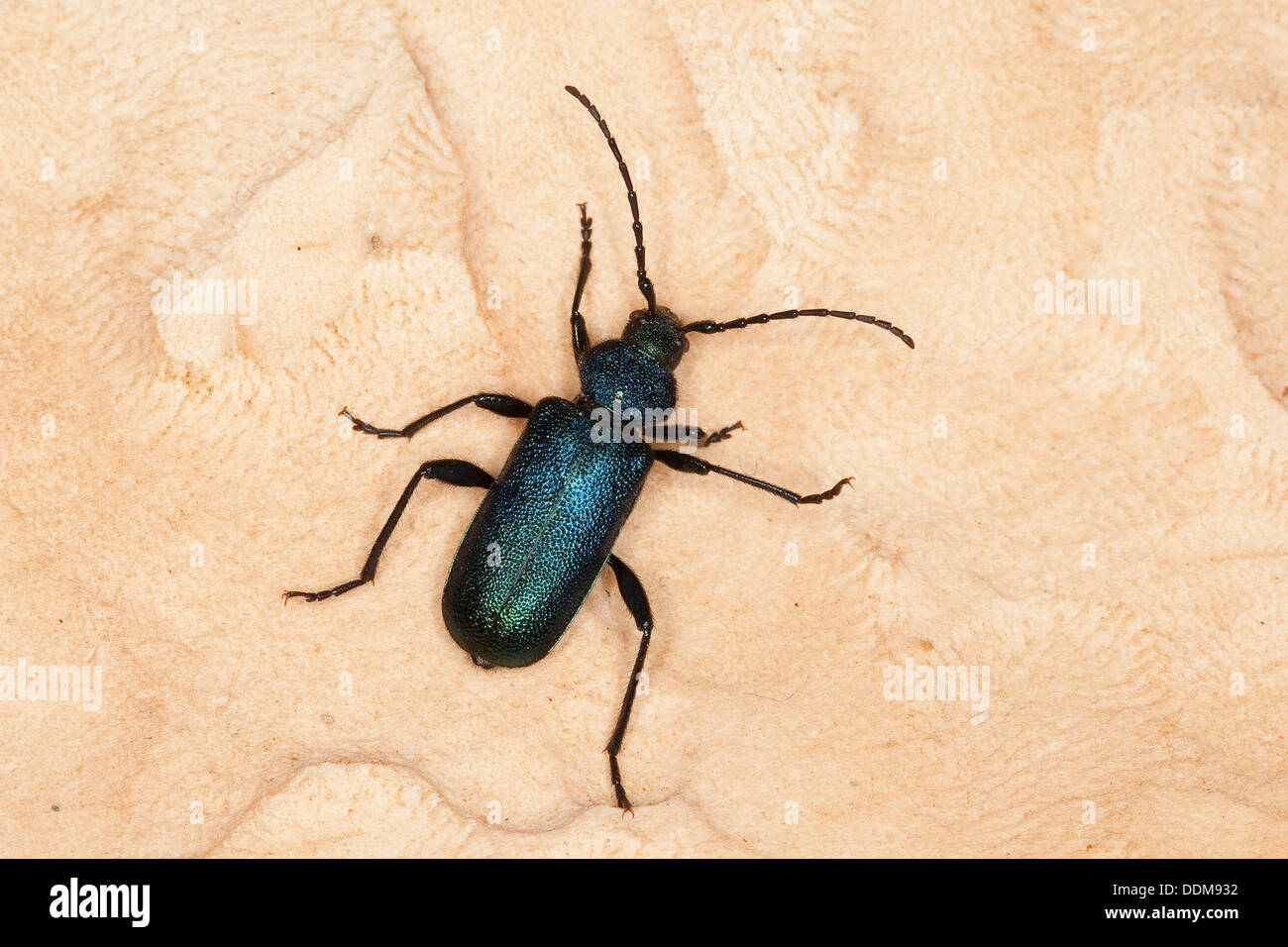 Violet tanbark beetle, Callidium violaceum, Blauvioletter Scheibenbock ...