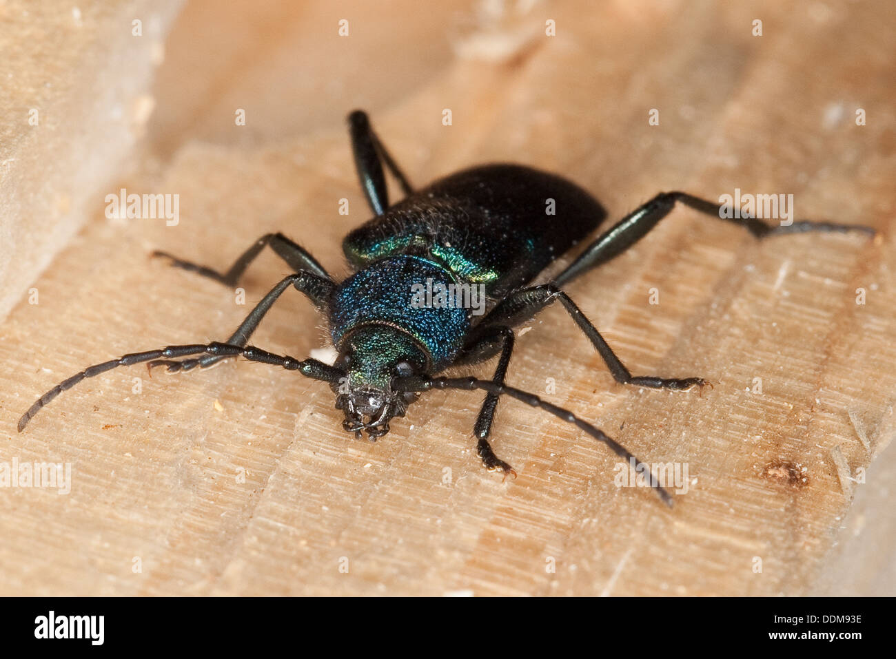 Violet tanbark beetle, Callidium violaceum, Blauvioletter Scheibenbock ...