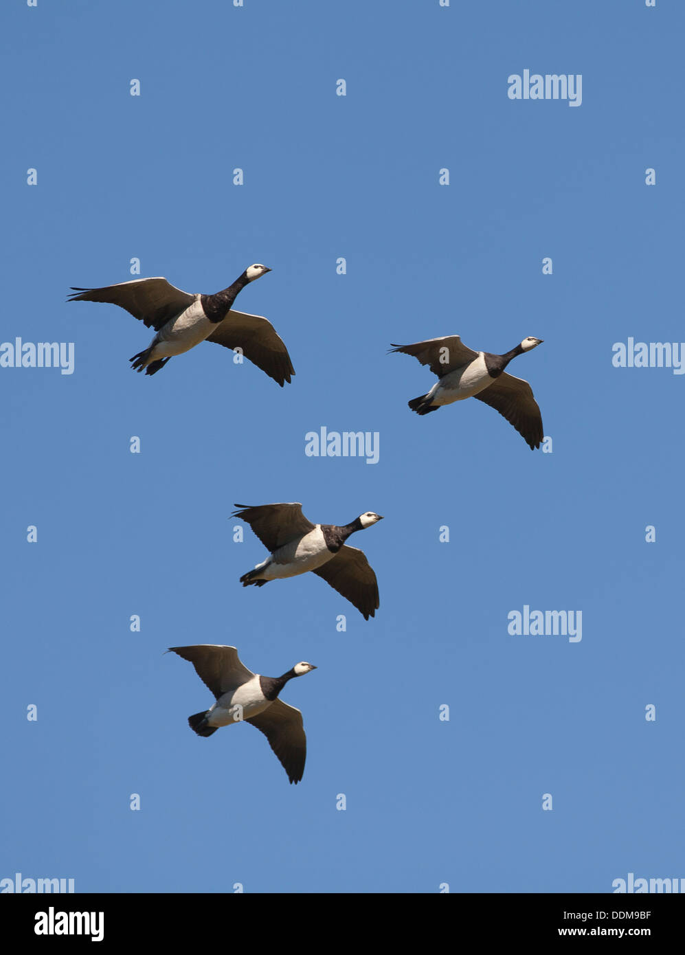 Barnacle geese (Branta leucopsis) flying Stock Photo - Alamy