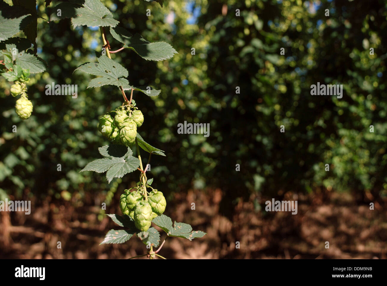Hop vine in shallow focus against backdrop of a Kent hop garden Stock ...