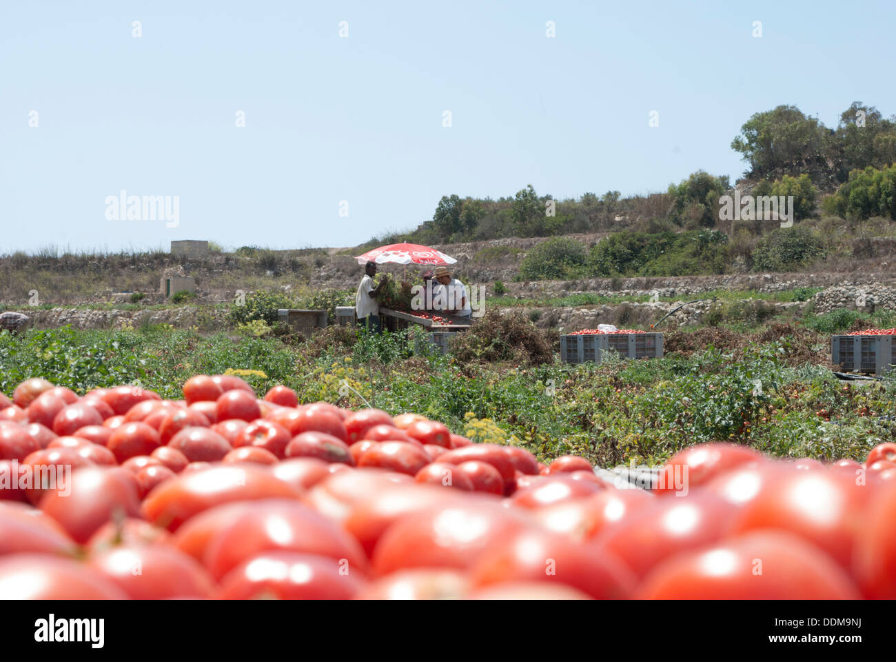 Farm workers grading tomatoes Stock Photo - Alamy