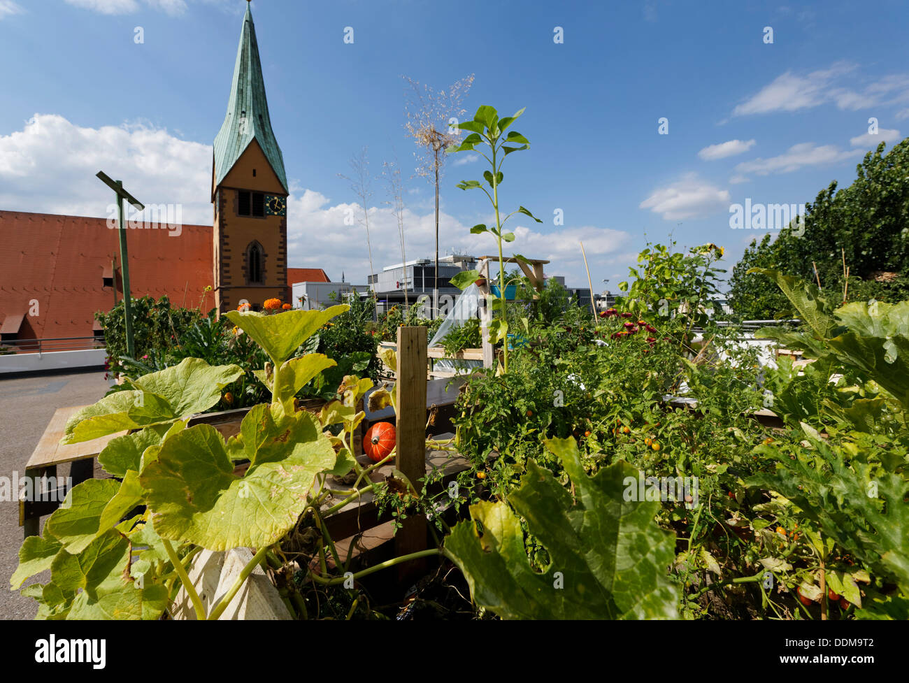 urban gardening on the highest parking level of a car parc in the ...