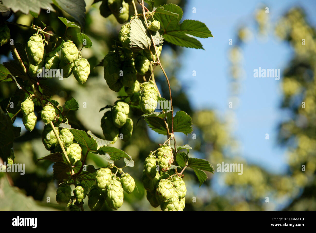Closeup of hop vines growing in a hop garden against a blue sky Stock ...