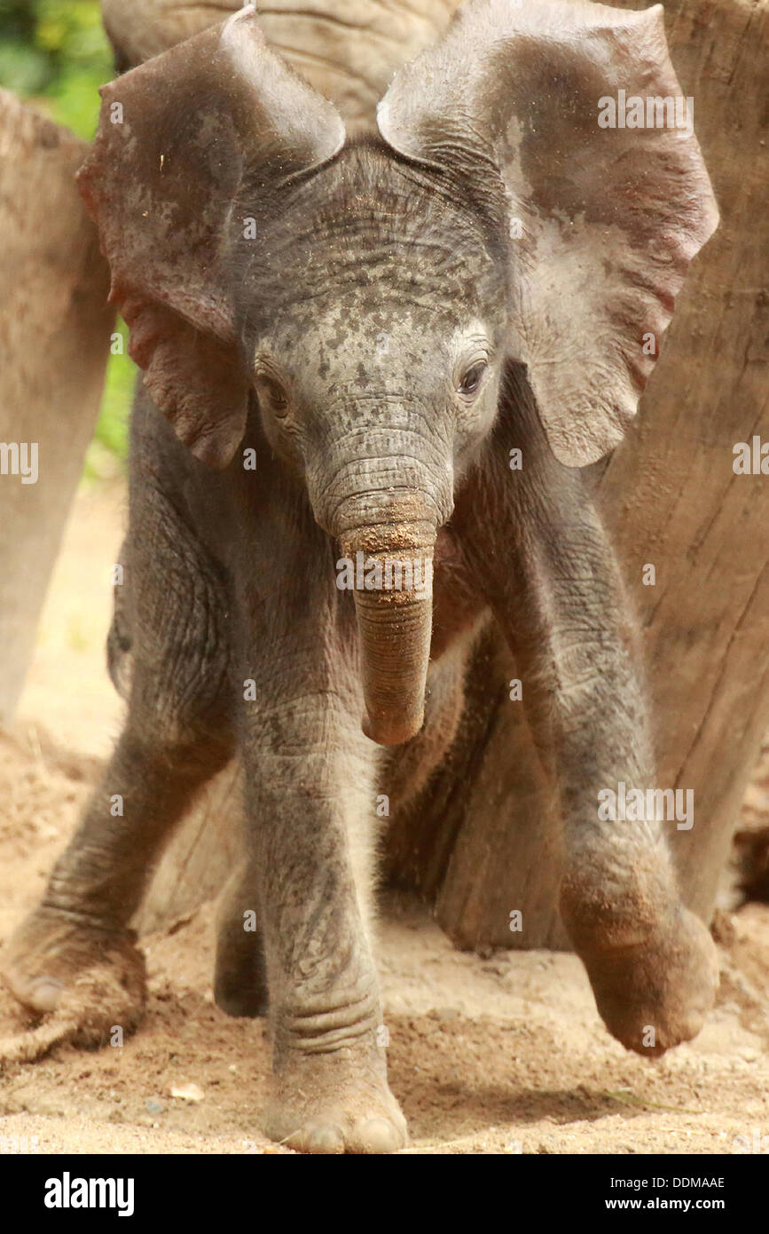 Young elephant child Pina-Nessie in the Zoo in Wuppertal - Germany ...