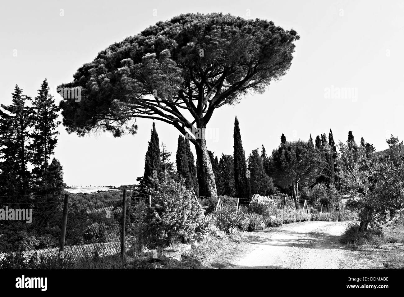Pine tree and road, Riparbella Tuscany italy Stock Photo - Alamy