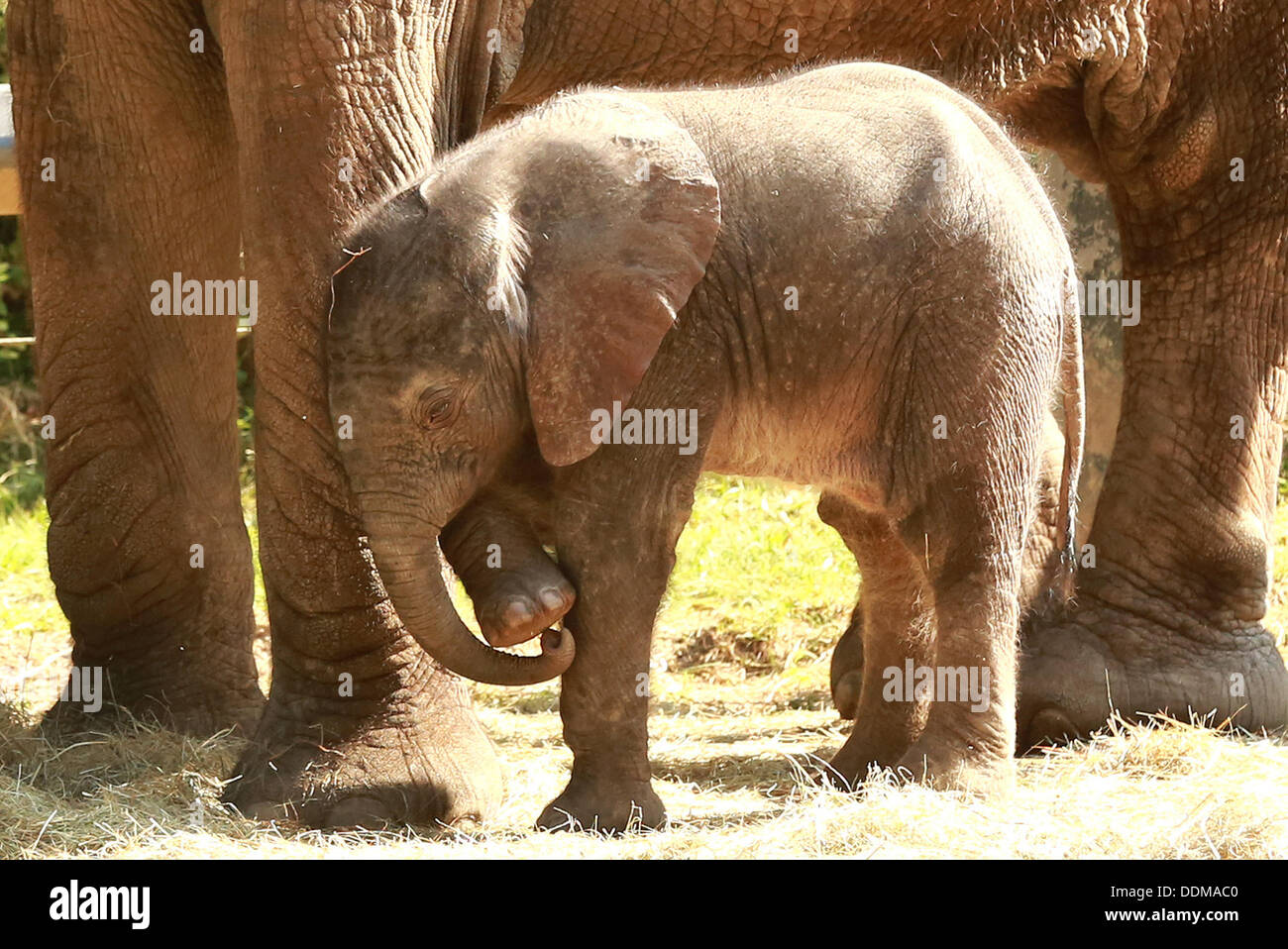 Young elephant child Pina-Nessie in the Zoo in Wuppertal - Germany ...