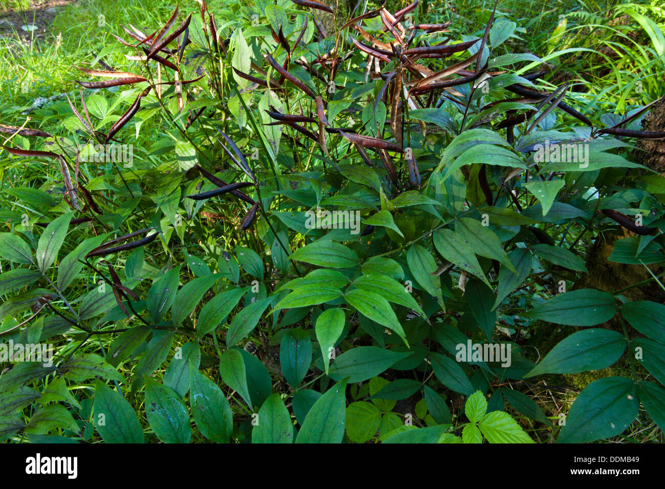 Wildflower seed pods hi-res stock photography and images - Alamy