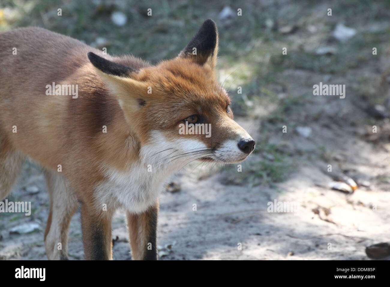 Closeup shot red trail hi-res stock photography and images - Alamy