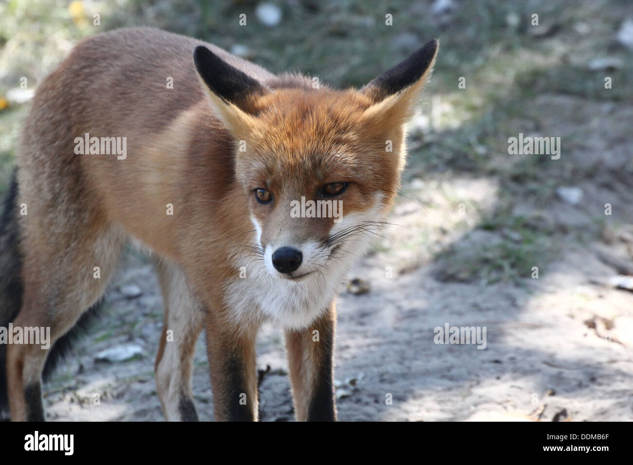 Detailed close-up of a European red fox (vulpes vulpes Stock Photo - Alamy