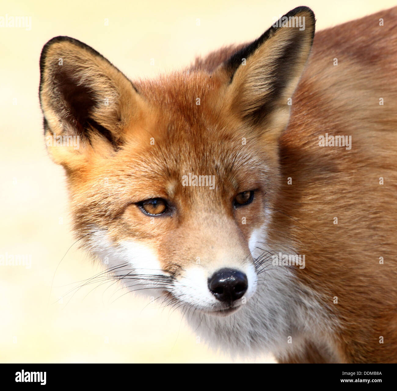 Detailed close up of a European red fox (vulpes vulpes Stock Photo - Alamy