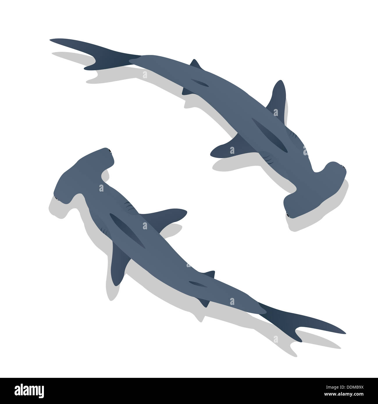 Hammer sharks, isolated objects on white background Stock Photo - Alamy