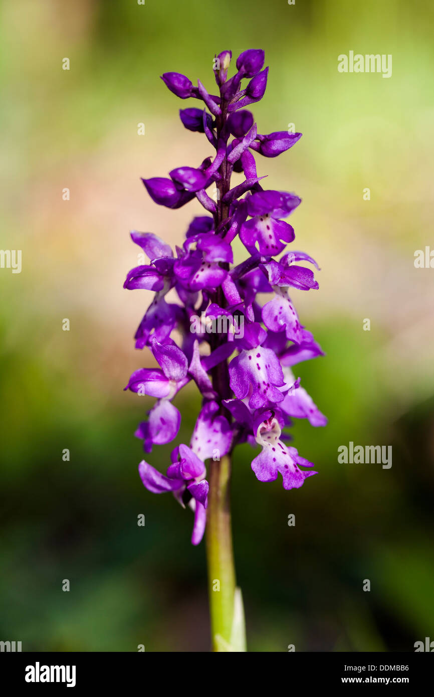 Mascula hi-res stock photography and images - Alamy