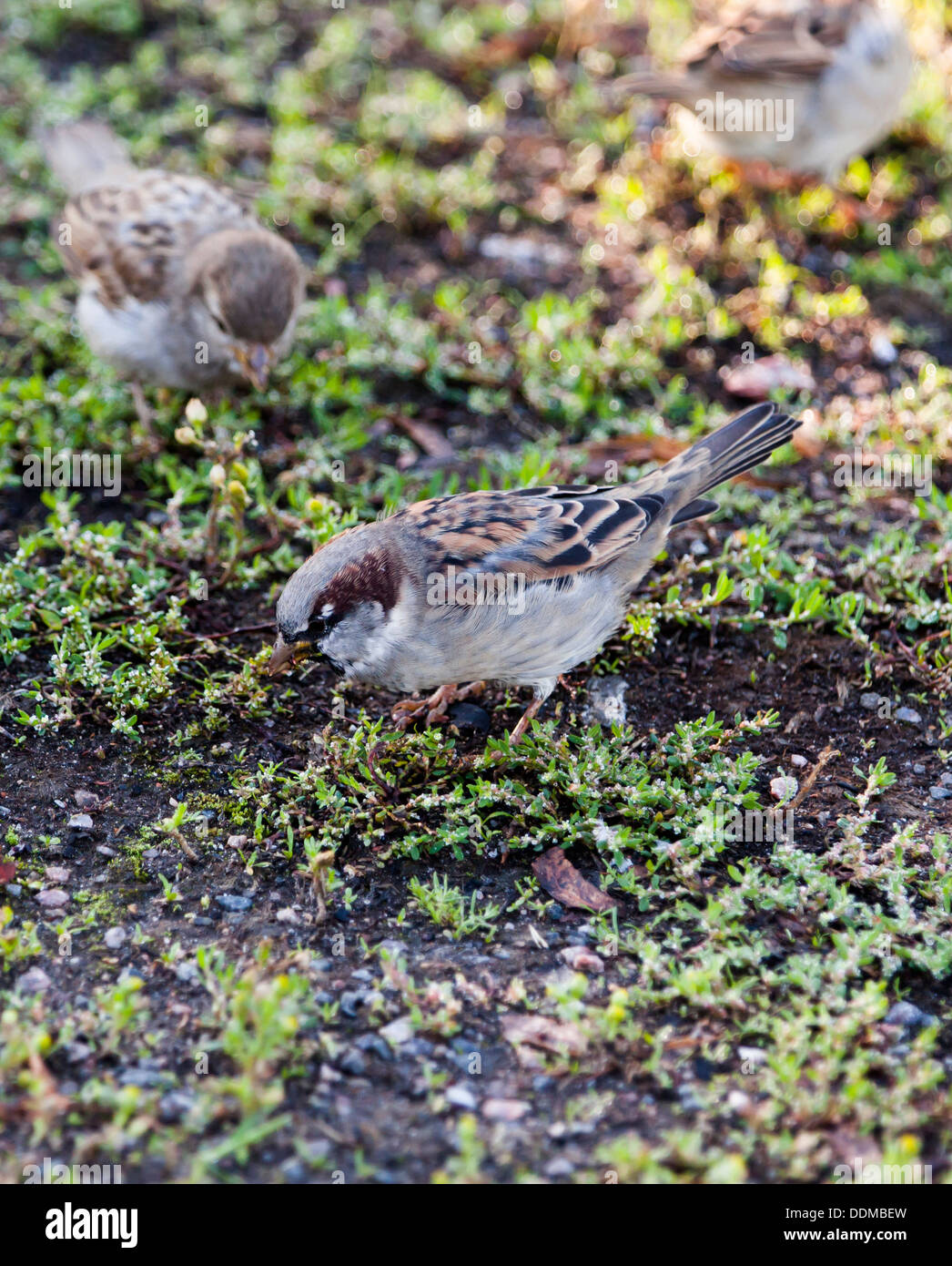 Sparrows hi-res stock photography and images - Alamy