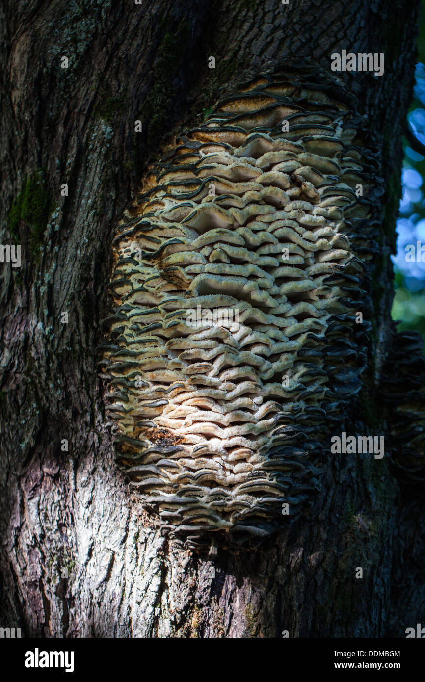 Parasitic fungus Northern tooth mushroom on a maple trunk (Climacodon ...