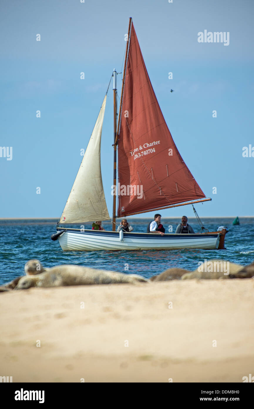 A clinker built sailing boat passes by sleeping seals on Blakeney Point ...