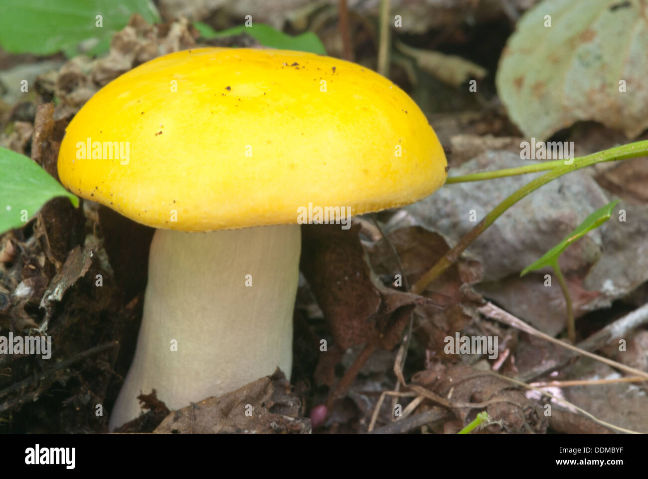 Yellow russula (Russula chameoleontina) growing on the forest floor ...