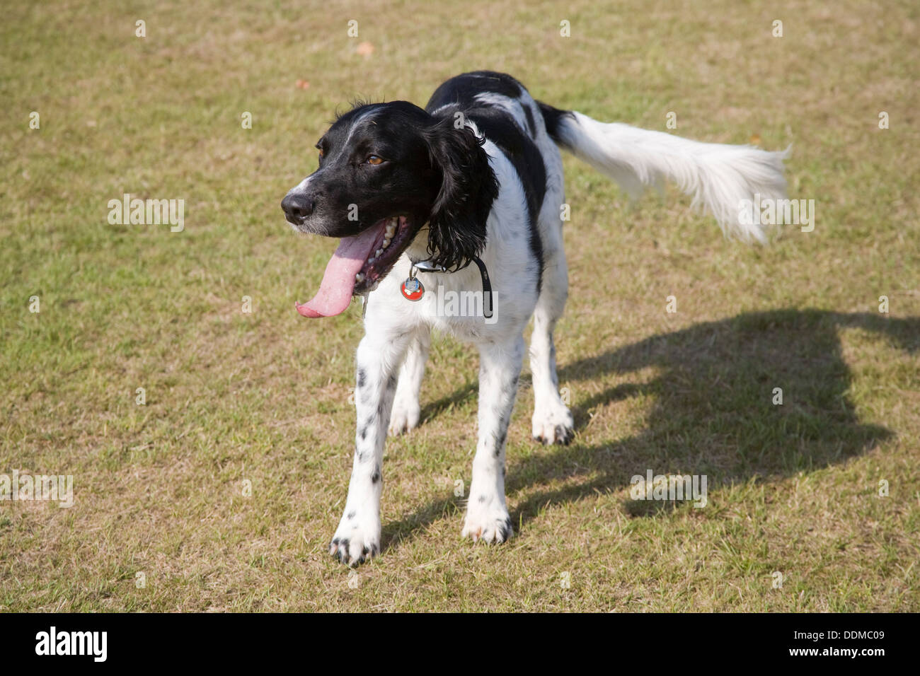 Black and white english springer spaniel hi-res stock photography and ...