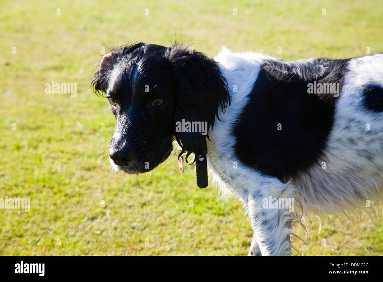 Black and white english springer spaniel hi-res stock photography and ...