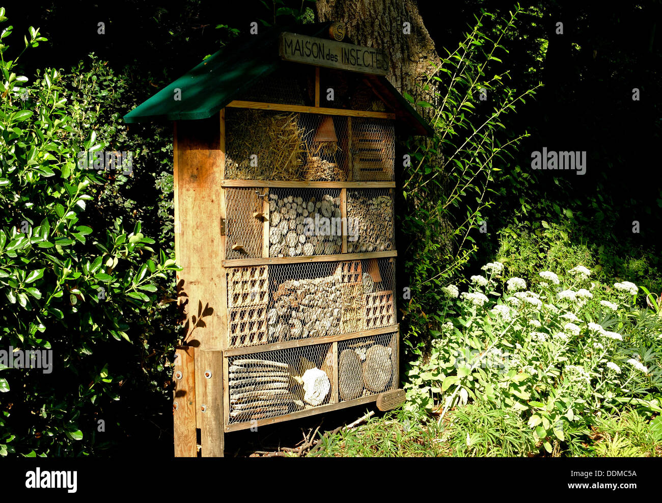 Insect Architecture High Resolution Stock Photography and Images - Alamy