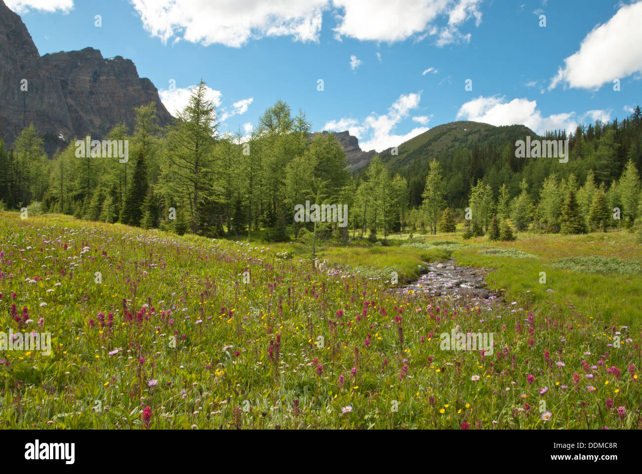 Alpine wildflower meadow on Panorama Ridge, Banff National Park ...