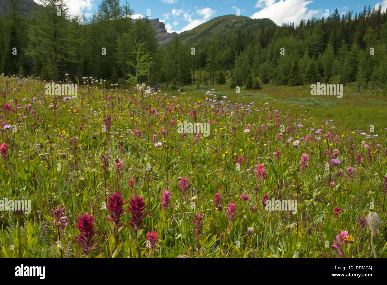 Flower-filled alpine meadow on Panorama Ridge in Banff National Park ...